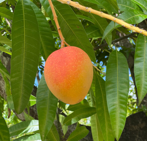 The Mango | Crown Mangoes