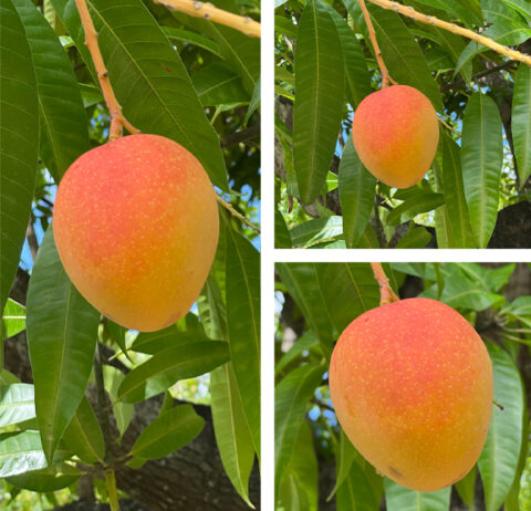 The Farm | Crown Mangoes